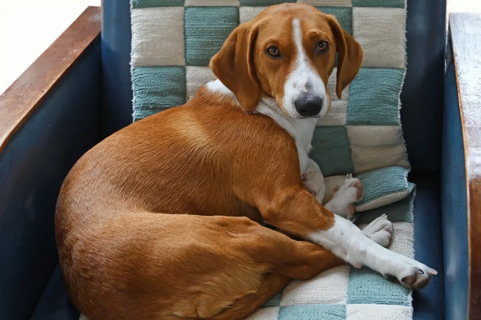 Drever Éleveur - DogWeb.fr